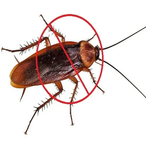 Cockroaches Control - Bugszu Pest Control Services